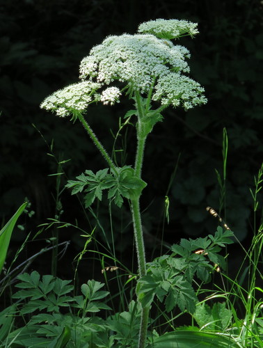 Laserpitium archangelica · iNaturalist