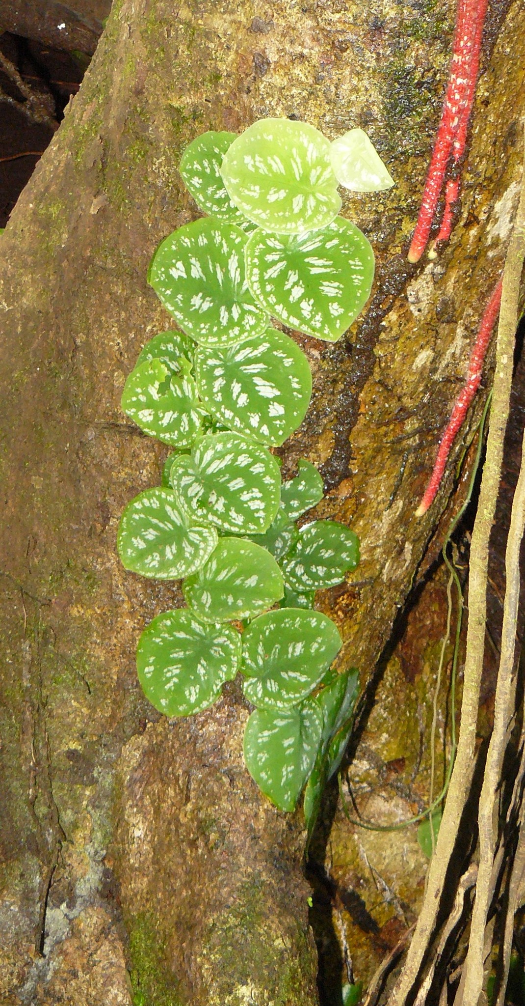 Monstera tuberculata var. brevinoda (Standl. & L.O.Williams) Madison