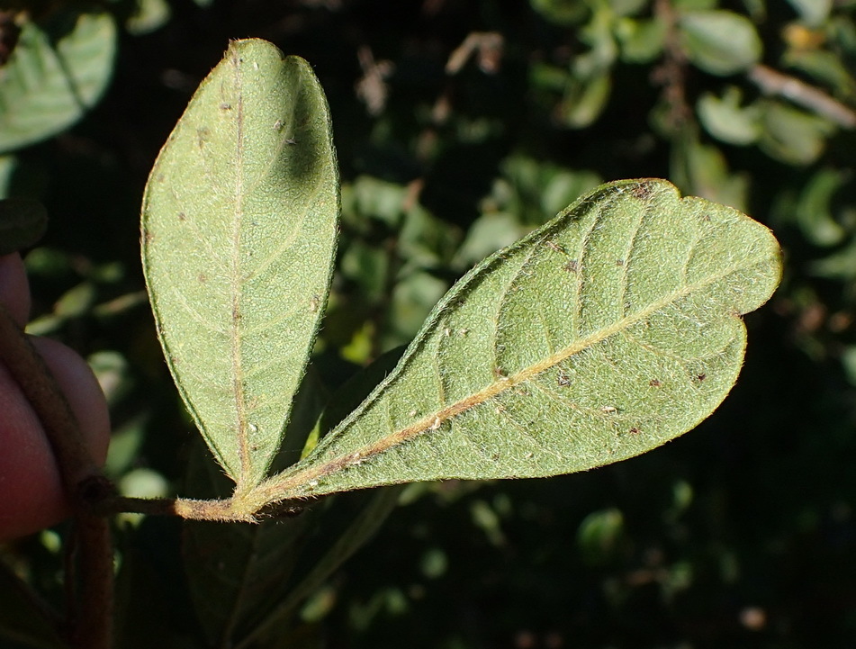 Dwarf Blunt-Leaved Crowberry from Dune Molerat Trails, South Cape DC ...