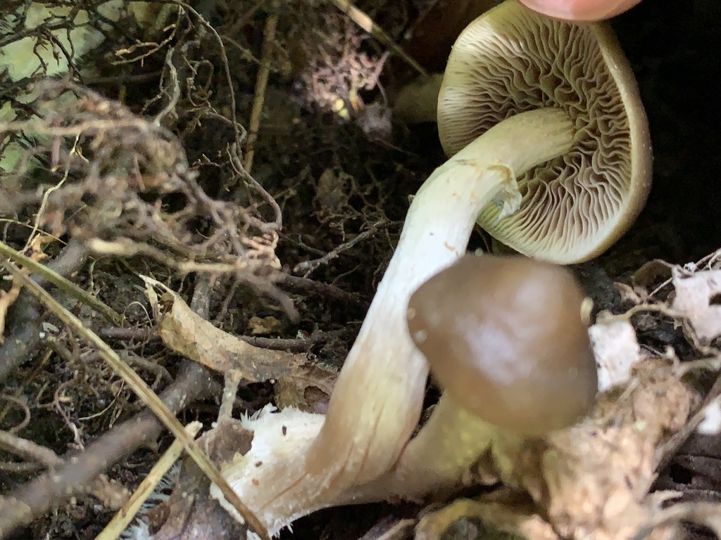 Psychedelic Ovoid Mushroom from I-376 W, Pittsburgh, PA, US on May 12 ...