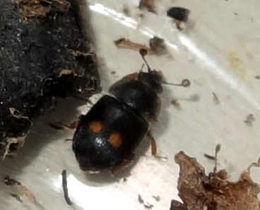 Nitidula bipunctata (Linnaeus, 1758)