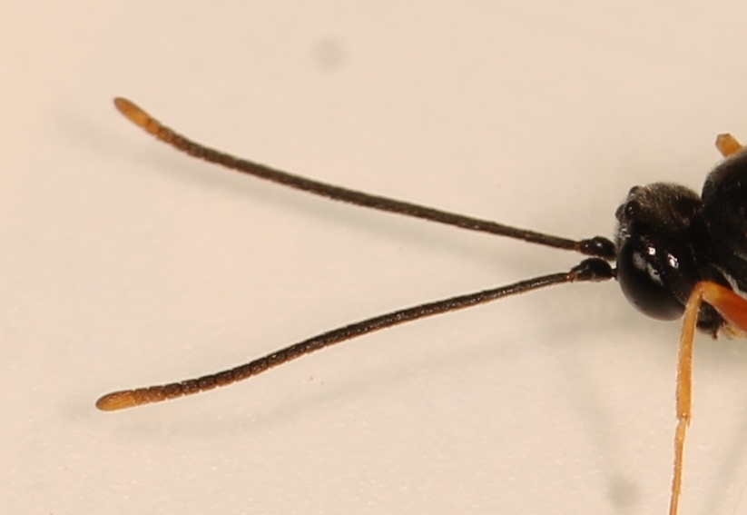 Stilbops vetulus (Gravenhorst, 1829)