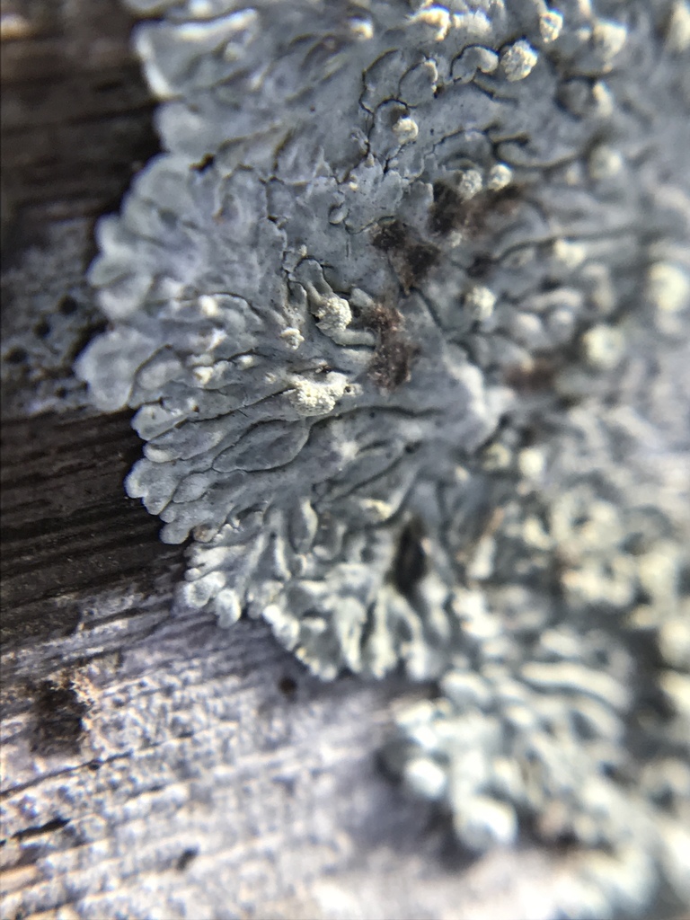 Powdery Medallion (Lichen of the British Indian Ocean Territory ...