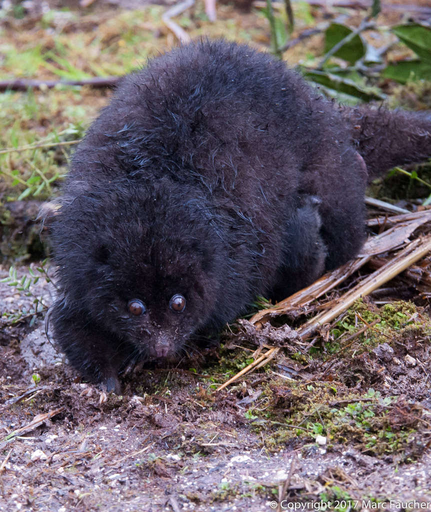 Silky Cuscus from Southern Highlands Province, Papua New Guinea on ...