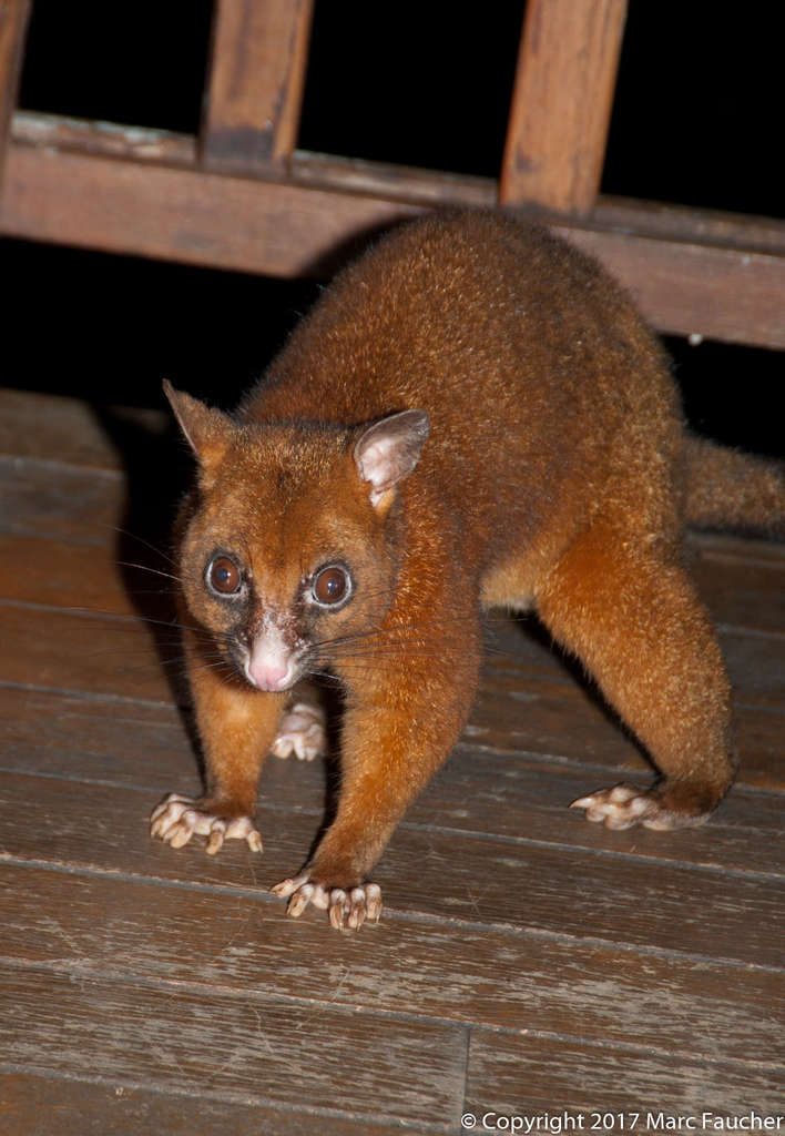 Coppery Brush-tailed Possum (Trichosurus johnstonii) - Know Your Mammals