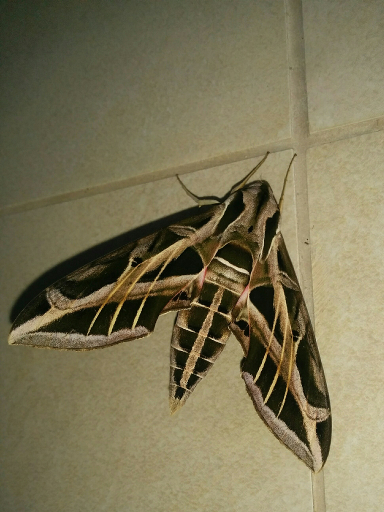 Vine Sphinx from Salinas, Ecuador on April 01, 2017 at 02:13 PM by ...