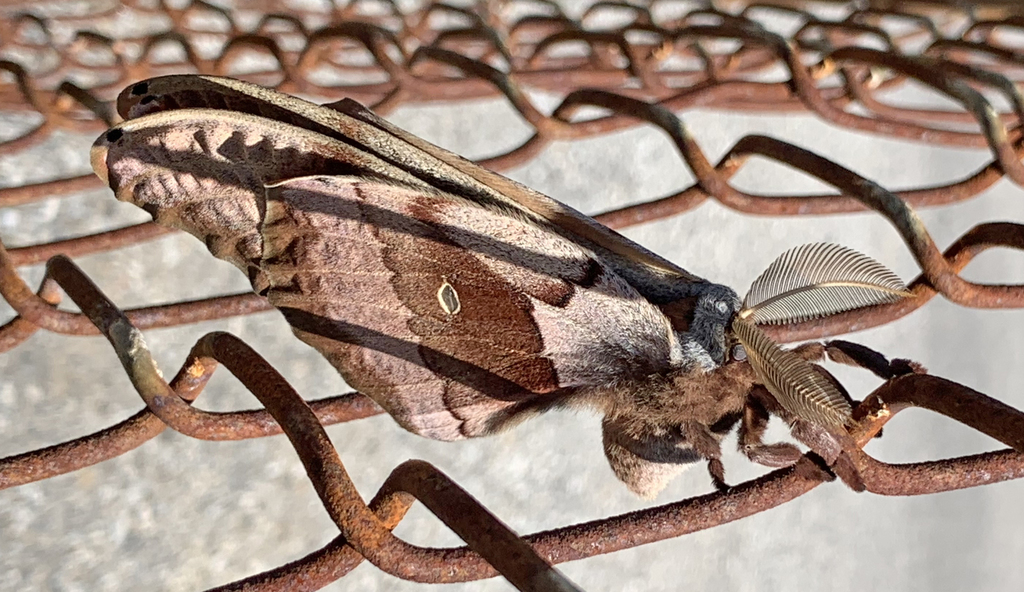 Polyphemus Moth from Delaware County, PA, USA on May 13, 2021 at 11:34 ...