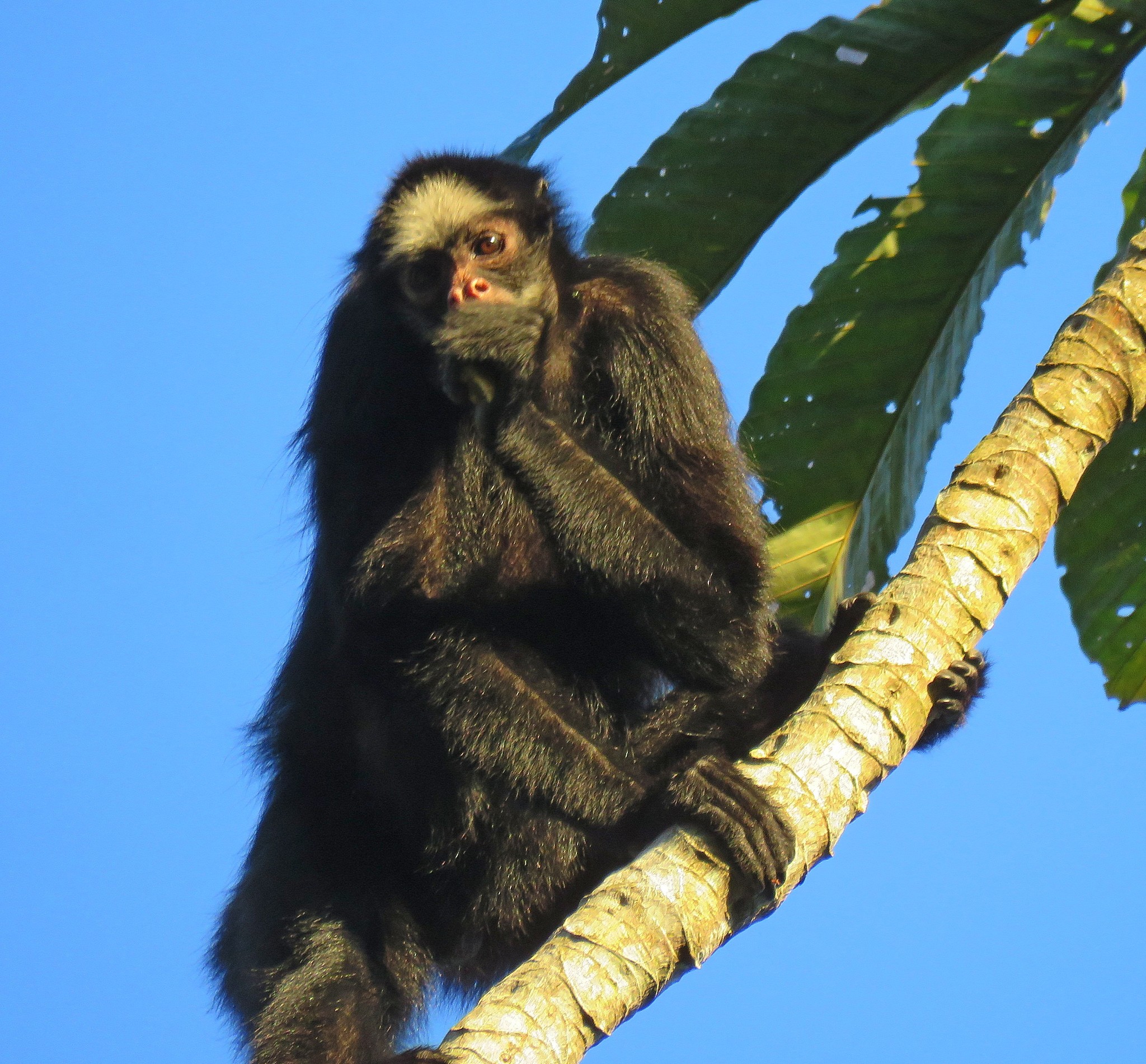 Ateles marginatus É.Geoffroy Saint-Hilaire, 1809