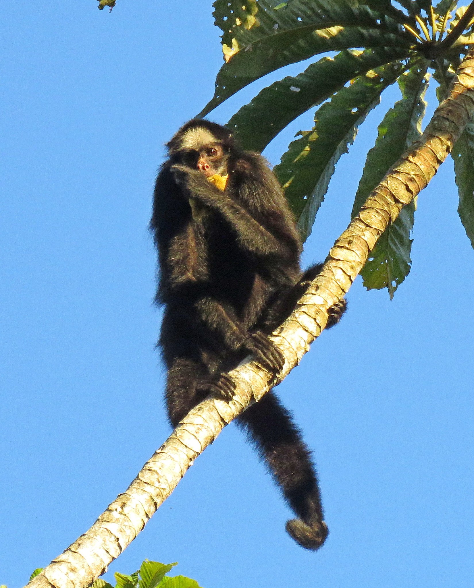 Ateles marginatus É.Geoffroy Saint-Hilaire, 1809