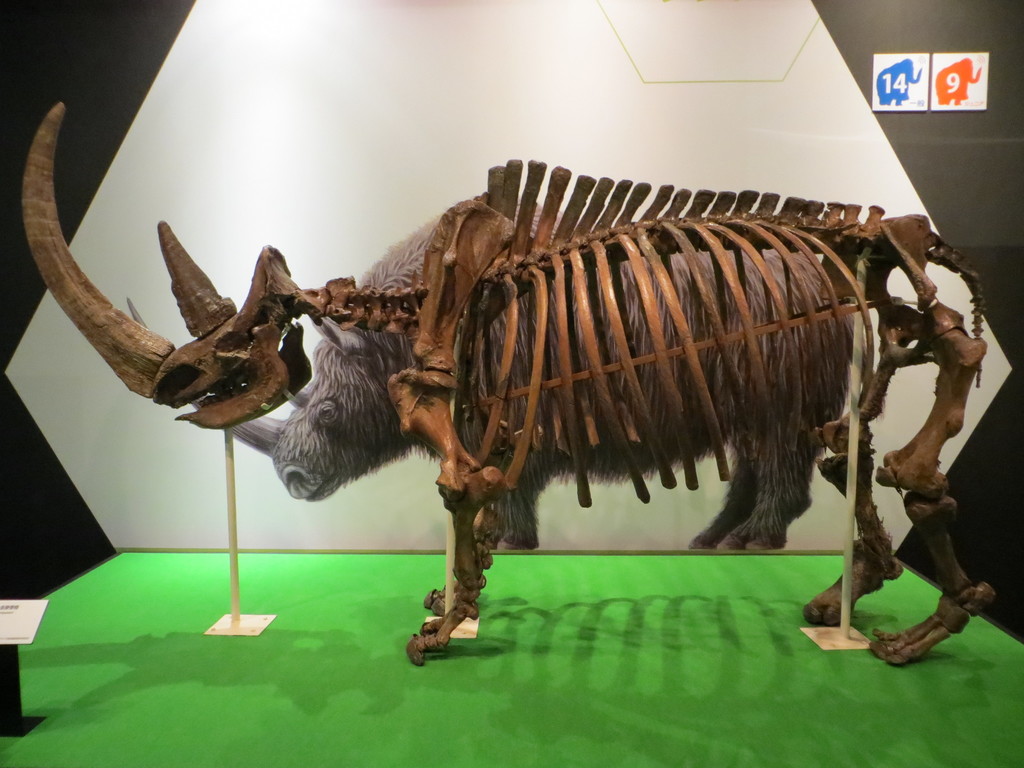 Woolly Rhinoceros † (Megafauna Parks (W Palearctic)) · BioDiversity4All