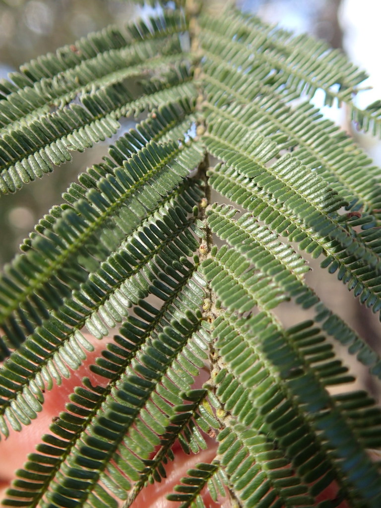 black wattle from Inverleigh VIC 3321, Australia on May 09, 2021 at 04: ...