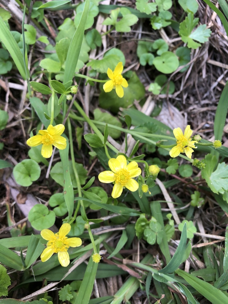Ranunculus ternatus in April 2021 by JODY HSIEH · iNaturalist