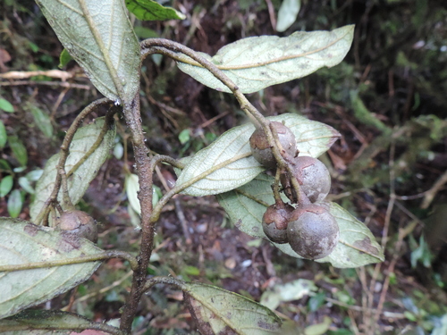 Styrax trichocalyx · iNaturalist