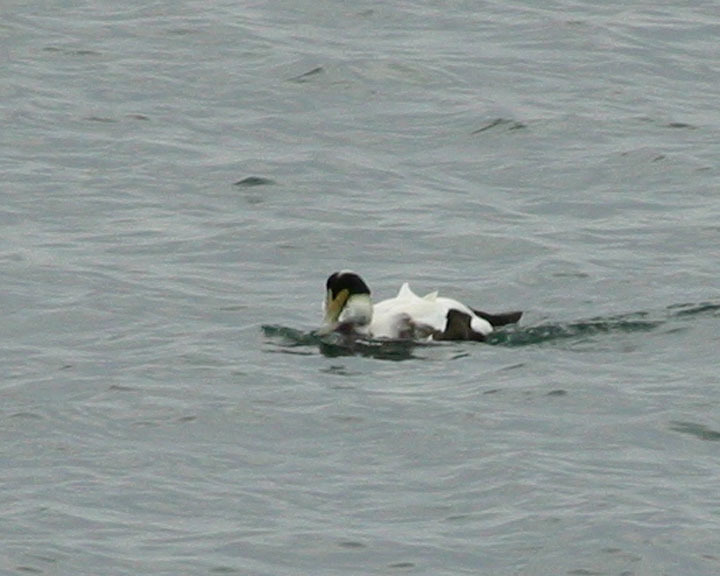 Common Eider from Bar Harbor, ME, USA on October 18, 2003 at 09:48 AM ...