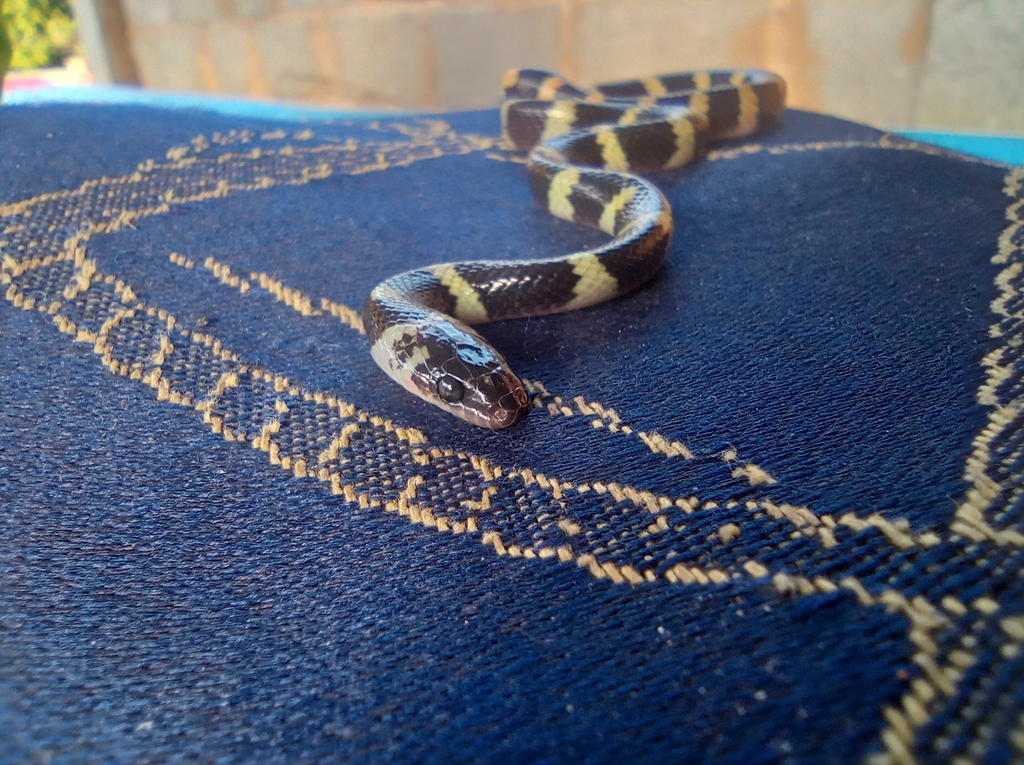 Forest Flame Snake (Oxyrhopus petolarius) - Snakes and Lizards