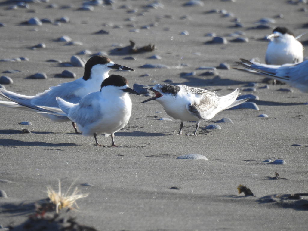 White-fronted Tern in January 2018 by Emily Roberts. Flock of approx 25 ...