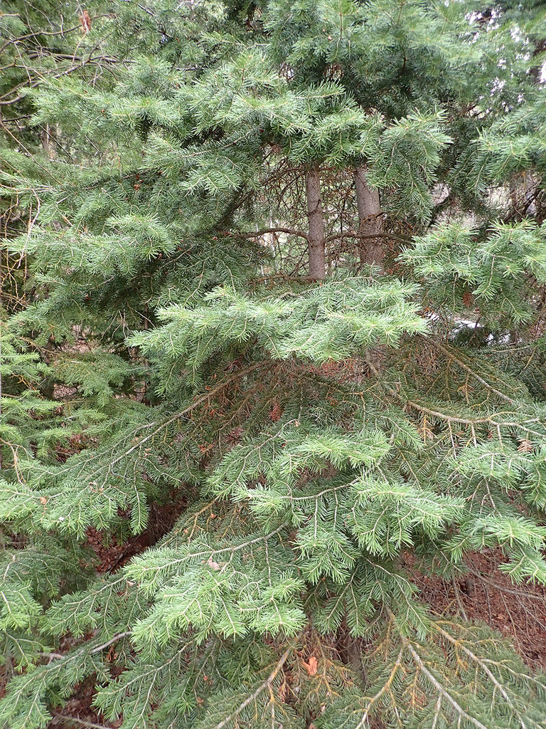 white fir from Bannock, Idaho, United States on April 30, 2021 at 04:06 ...
