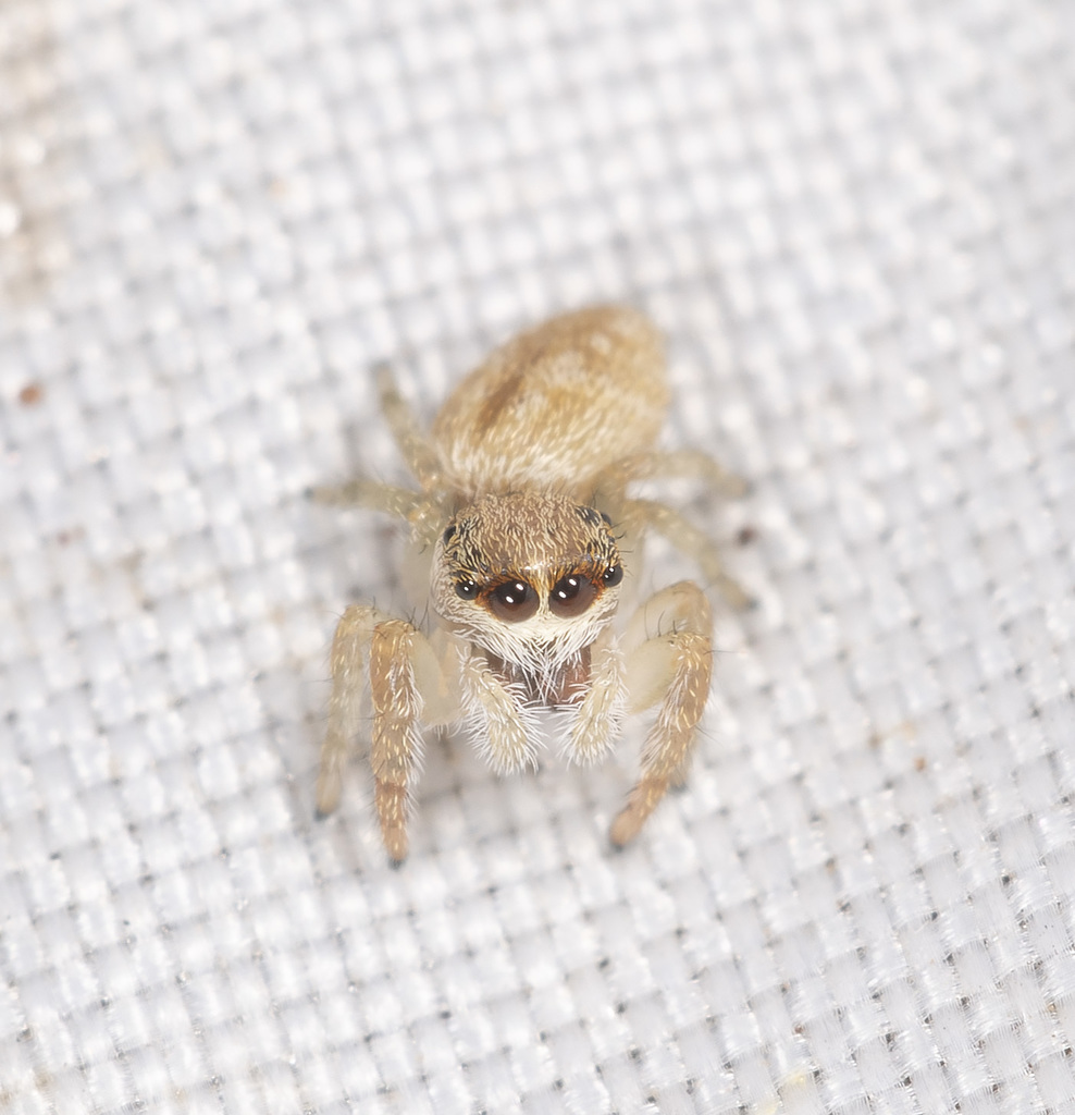 Jumping Spiders from Tasman, TAS, Australia on April 2, 2021 at 01:47 ...