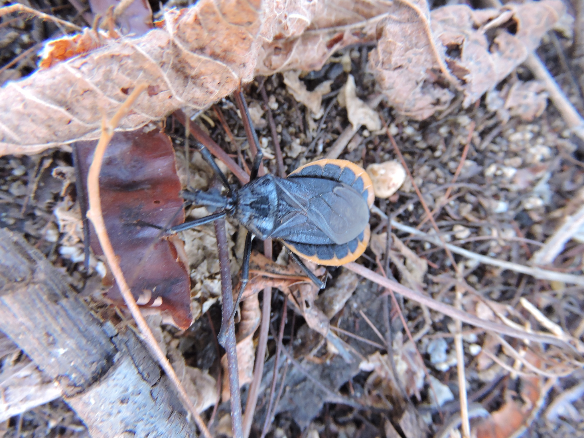 Triatoma recurva (Stål, 1868)