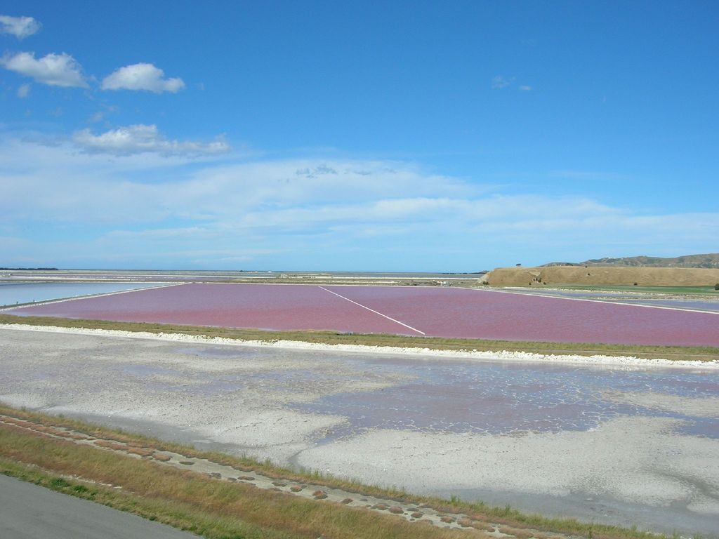 (Dunaliella salina) - Botanical Realm