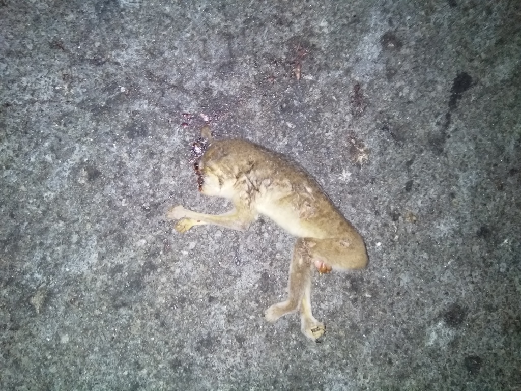 Grey Slender Loris from Dindigul, Tamil Nadu, India on May 07, 2019 at ...