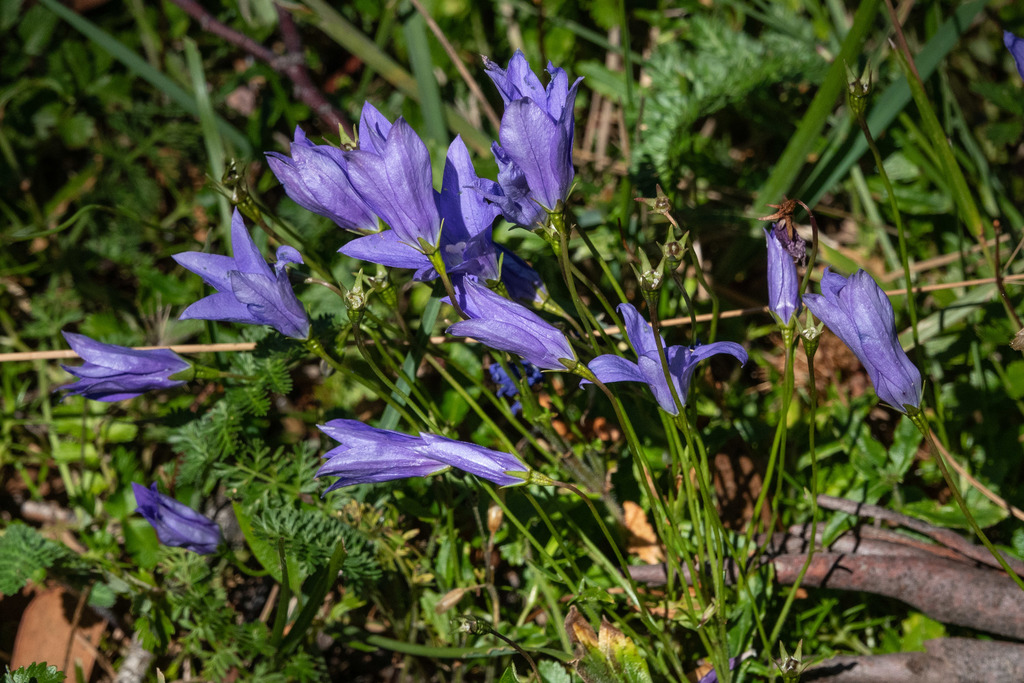 Royal Bluebell (Wahlenbergia gloriosa) - Botanical Realm
