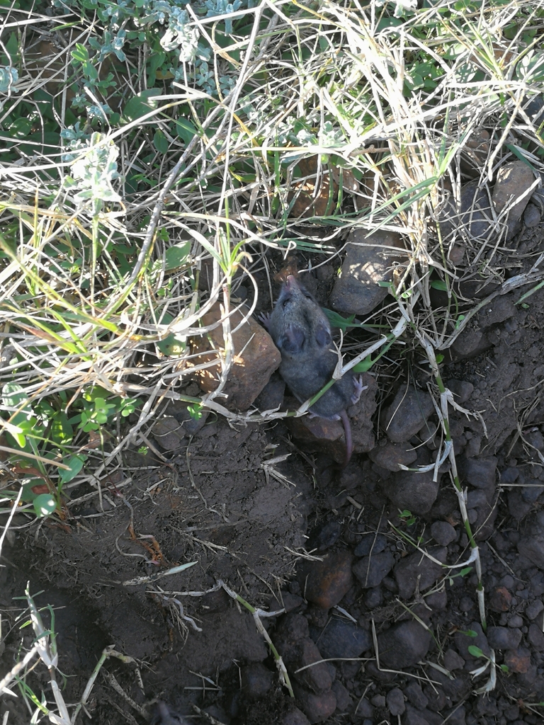 Grey Climbing Mouse from Mossel Bay Local Municipality, South Africa on ...