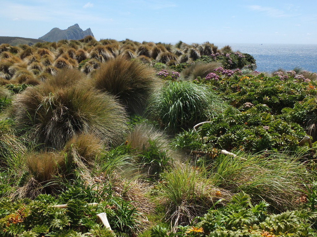 Poa litorosa from Campbell Island / Motu Ihupuku, New Zealand on ...