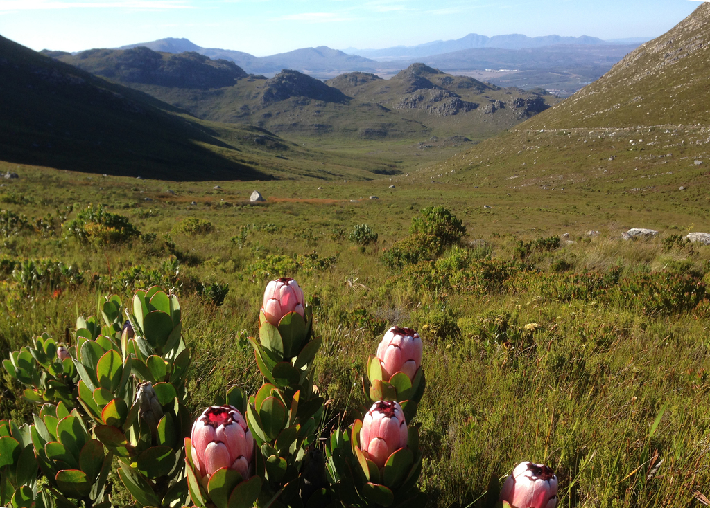Pink Sugarbush from Helderberg Rural, Sir Lowry's Pass, 7135, South ...