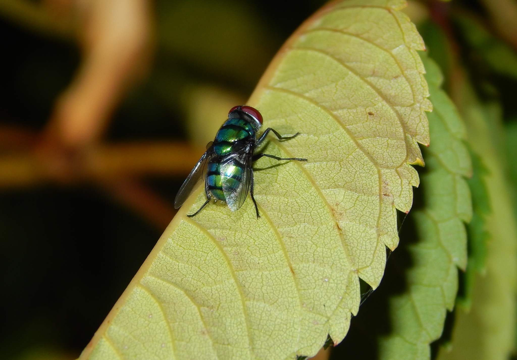 Chrysomya putoria (Wiedemann, 1830)