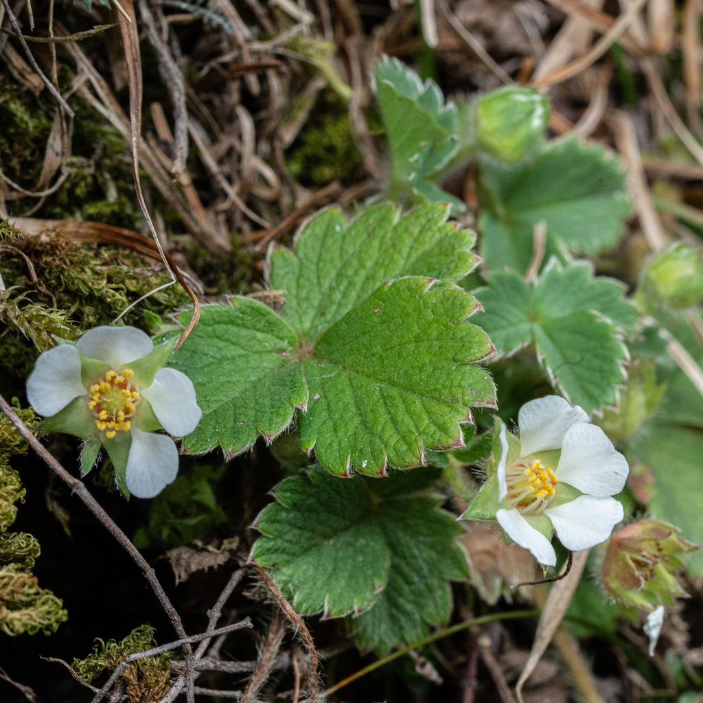 Barren Strawberry (Common Southern New York Plants/Trees) · iNaturalist