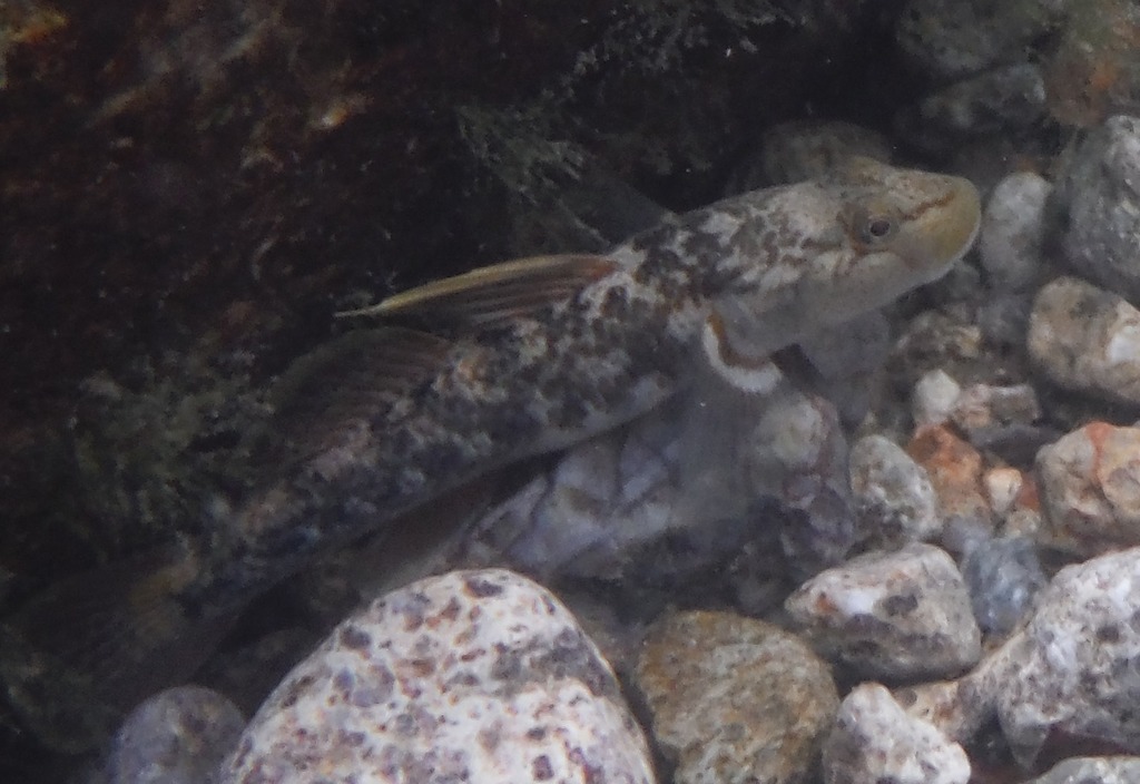 Lizard Goby (Rhinogobius flumineus) - Marine Life Identification