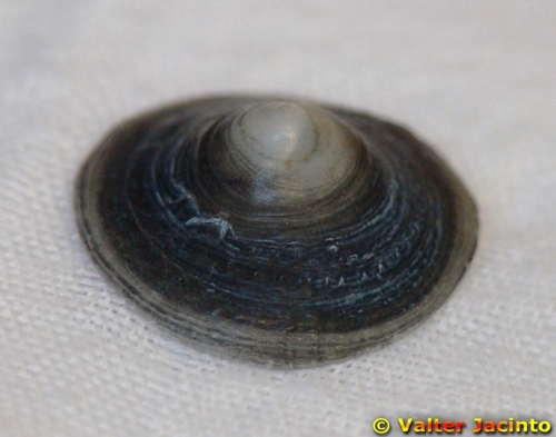 Calyptraea chinensis (Intermareal mediterráneo. Mediteranean Intertidal ...