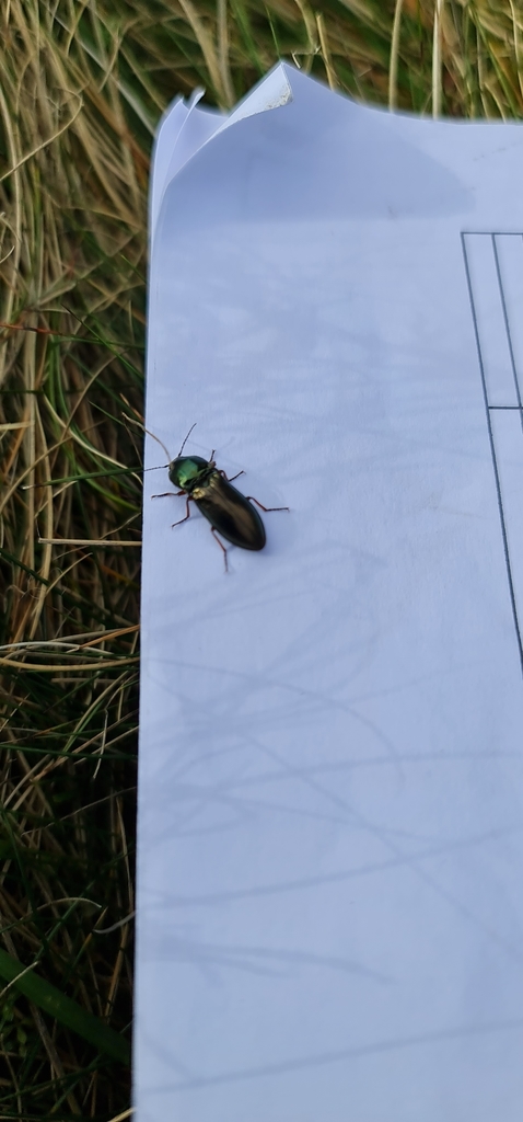 Click Beetles from Llanbedr-Dyffryn-Clwyd, Ruthin LL15 1UR, UK on May ...