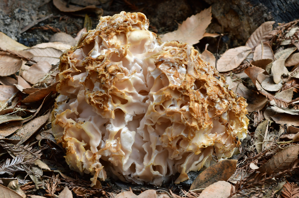 Cabbage-Head Fungus (Pezizales fungi Of Montana) · iNaturalist