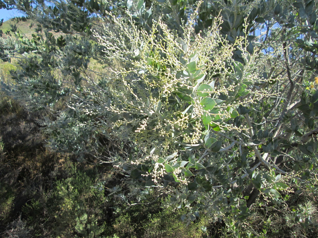 Queensland silver wattle from Cape Winelands, South Africa on May 12 ...