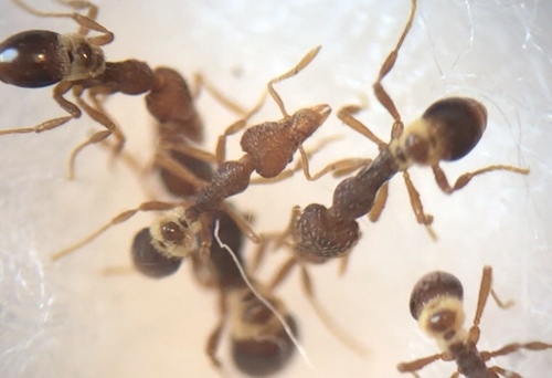 Shining-snouted Mustache Ant (Strumigenys clypeata) · iNaturalist