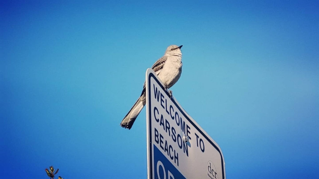 Northern Mockingbird from Columbus Park / Andrew Square, Boston, MA ...
