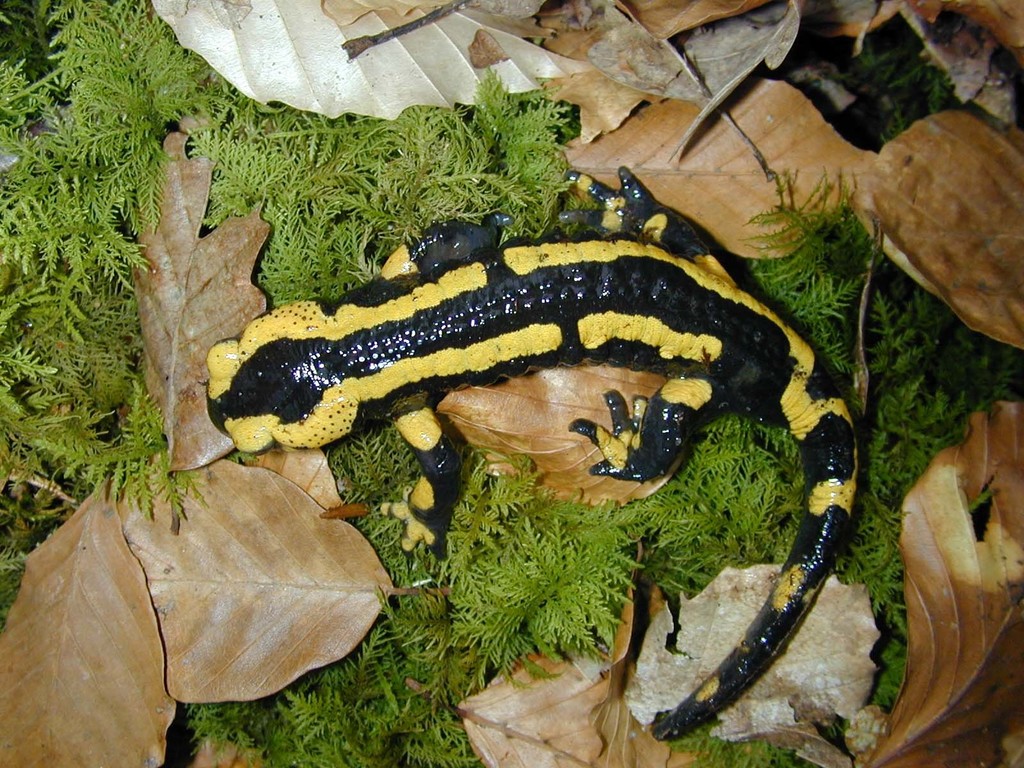 Fire Salamander from 72560 Changé, Frankreich on February 28, 2004 by ...