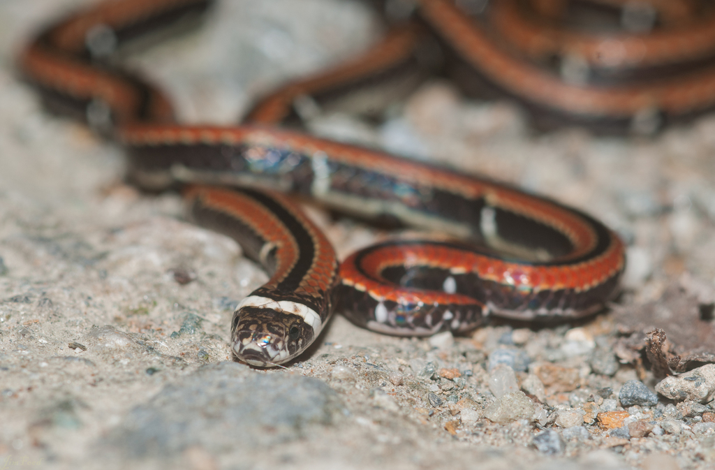 Taiwan Coral Snake from 台灣花蓮縣 on June 22, 2015 at 07:24 PM by Liu ...