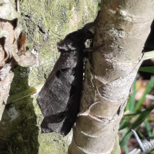 Phassus pharus · iNaturalist