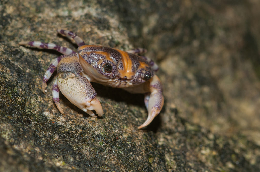 Ringed foot crab (Decapoda (crabs) of the British Indian Ocean ...