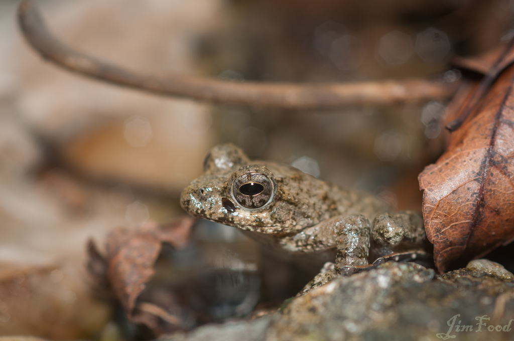Ota's stream tree frog from 台灣臺東縣 on August 24, 2014 at 03:28 PM by Liu ...