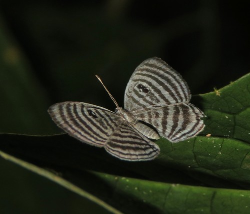 Mesophthalma idotea · iNaturalist