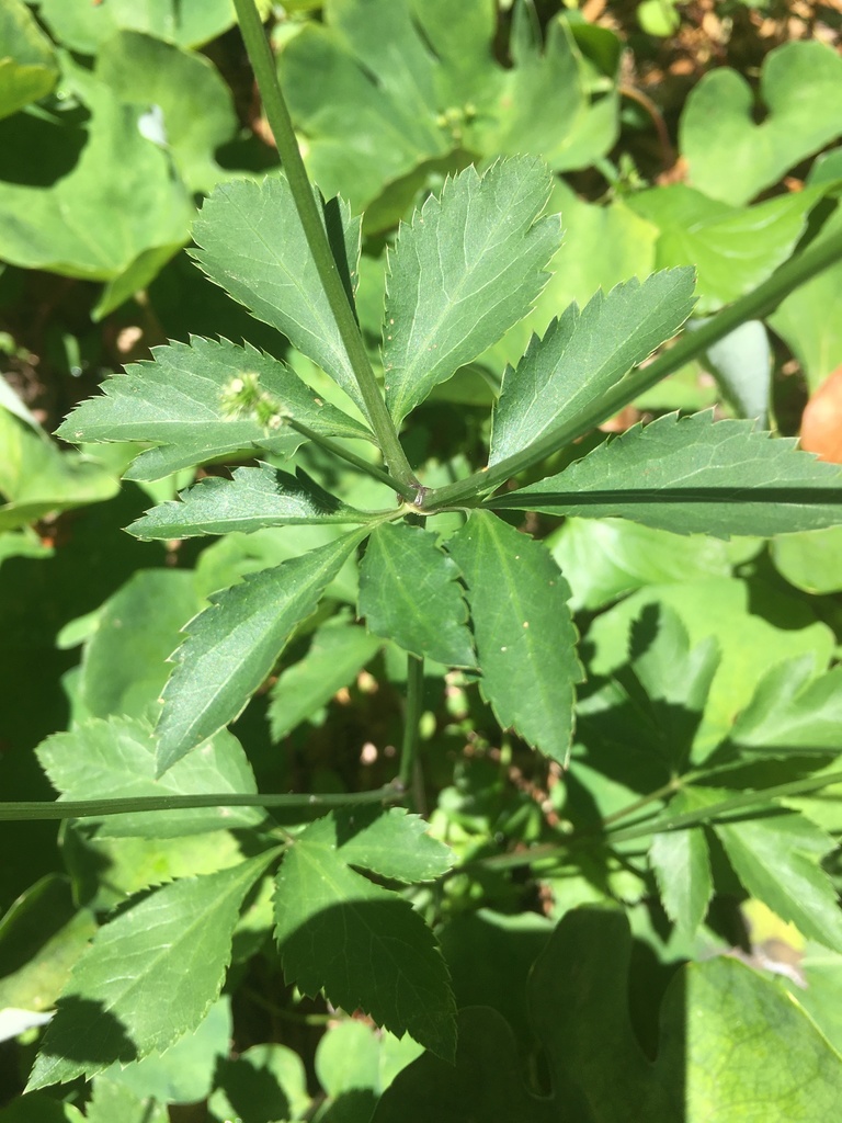 Black Snakeroot from 2894 Hadley Rd, Tallahassee, FL, US on May 14 ...