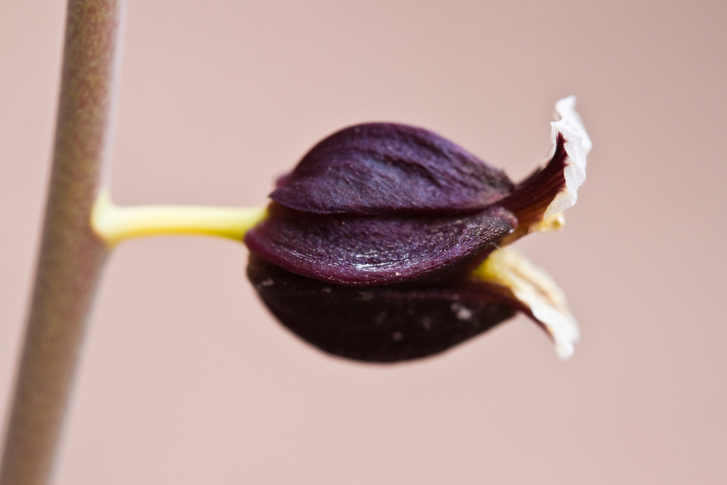 bristly jewelflower (San Jose CA common species) · iNaturalist