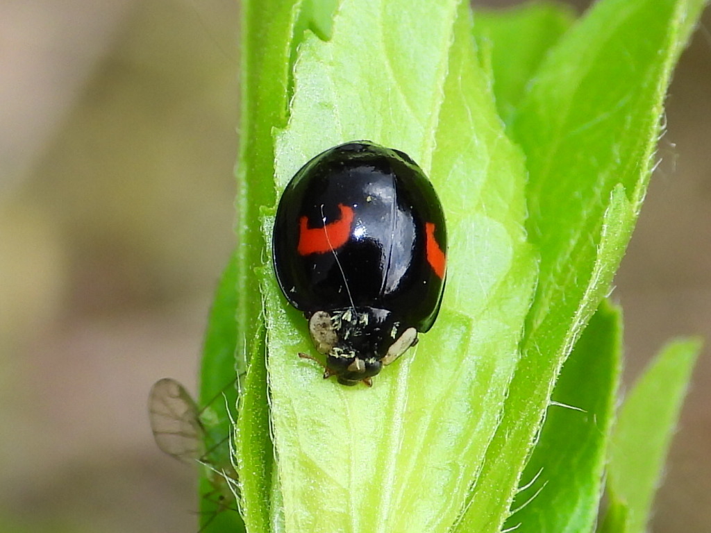 Found this on my leg... some kind of ladybug? : r/whatsthisbug