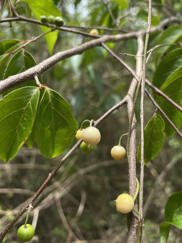 (Casearia decandra) - Botanical Realm