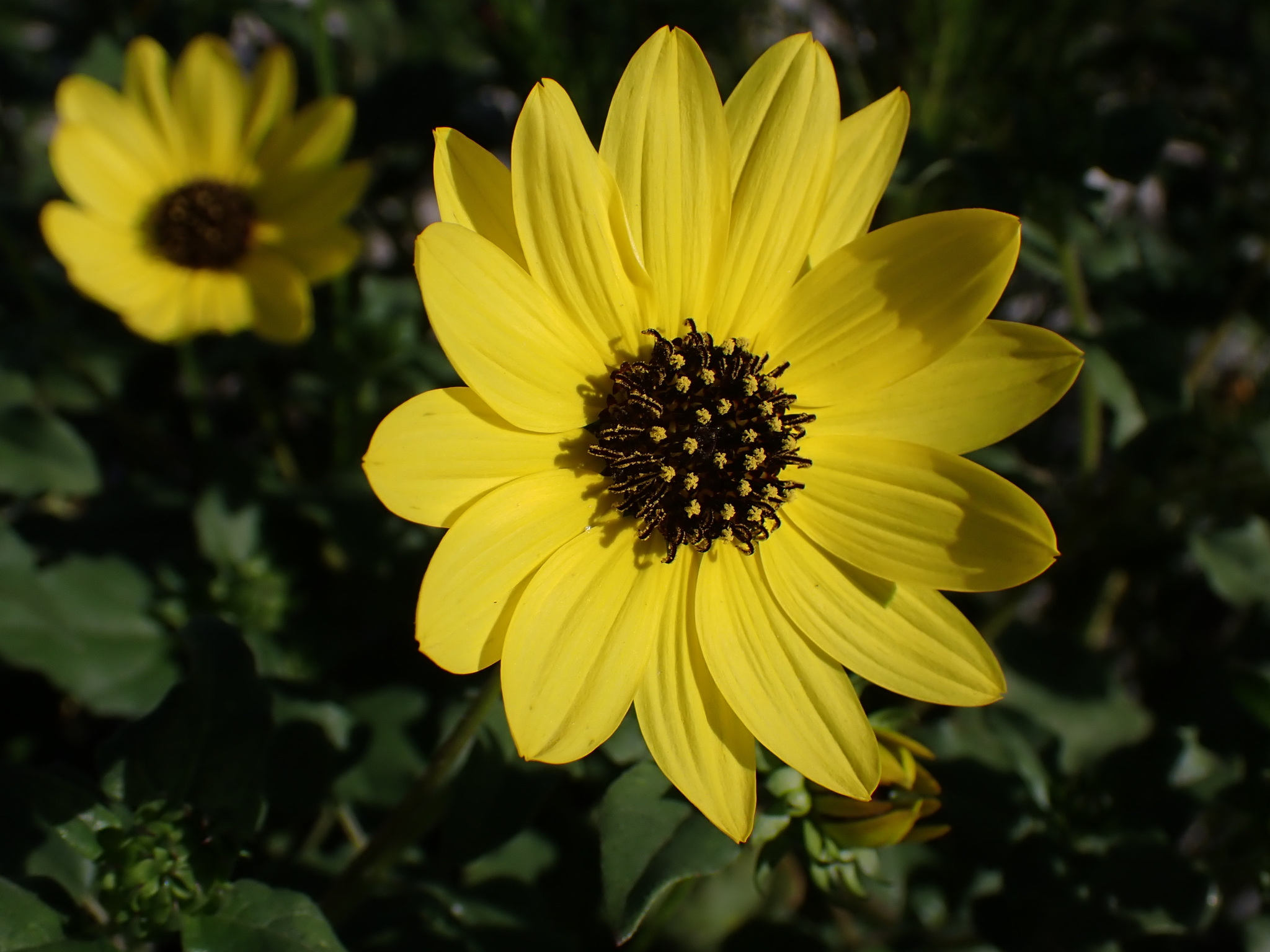 Helianthus debilis subsp. vestitus (E.Watson) Heiser