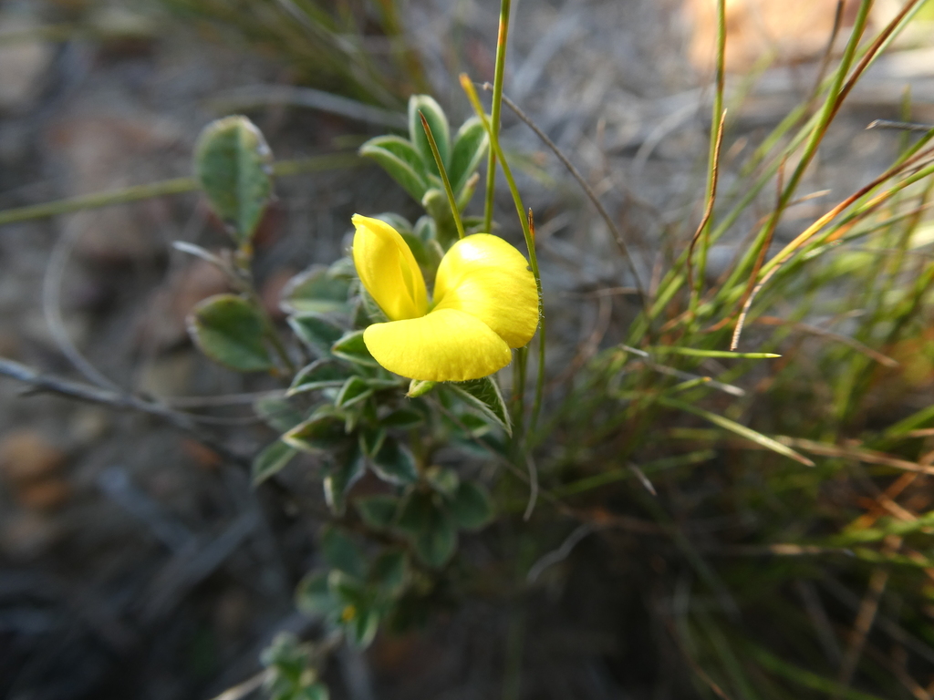 Silver Silverpod in April 2021 by Petra Broddle. maybe · iNaturalist